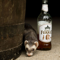 New look boosts Badger beer sales | Talking Retail