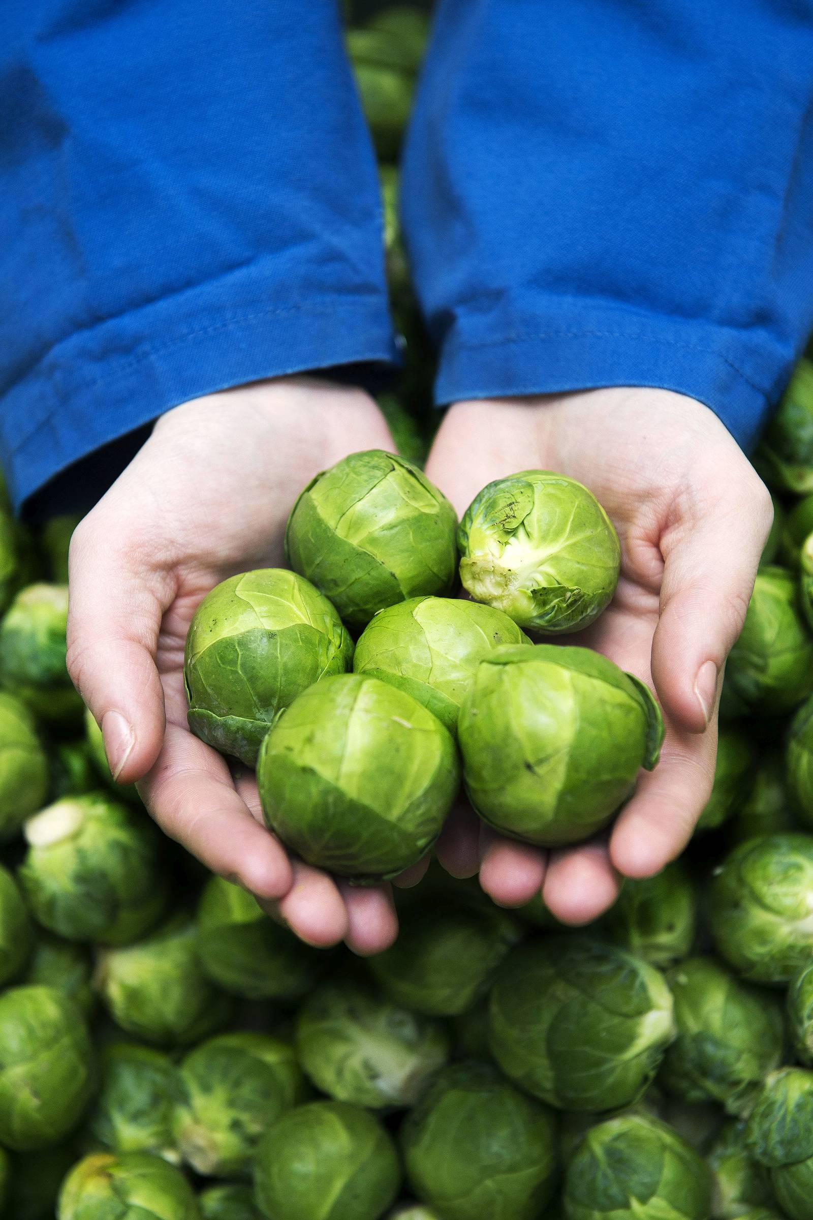 Morrisons says 'monster' sprouts are biggest in a decade | Talking Retail
