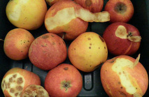 Jarrow retailer fined for failing to meet fruit marketing standards ...