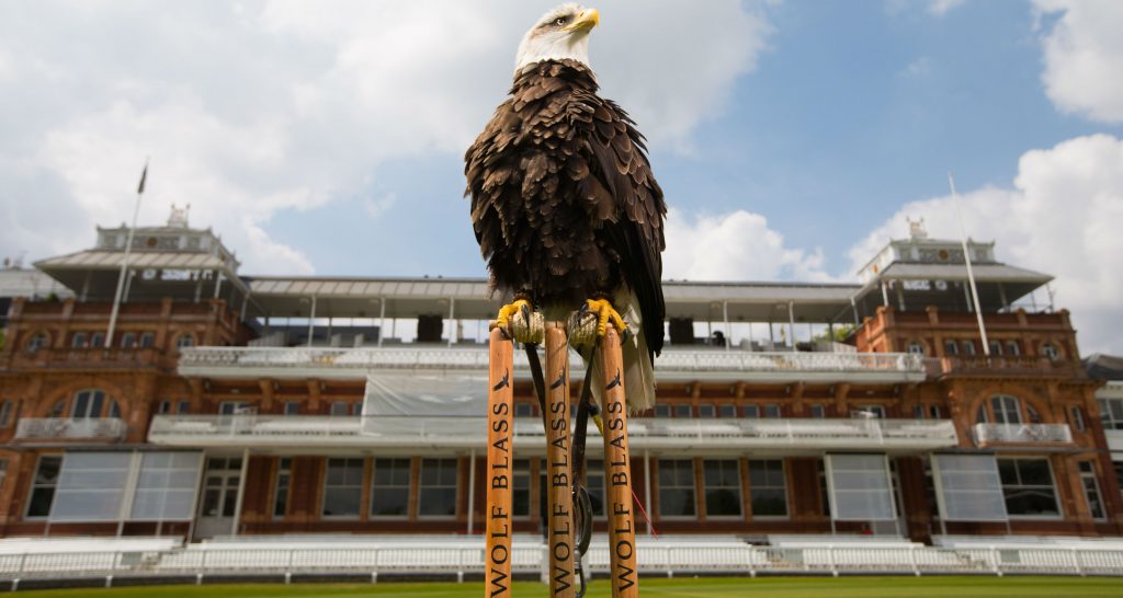 Wolf Blass kicks off Cricket World Cup campaign | Talking Retail